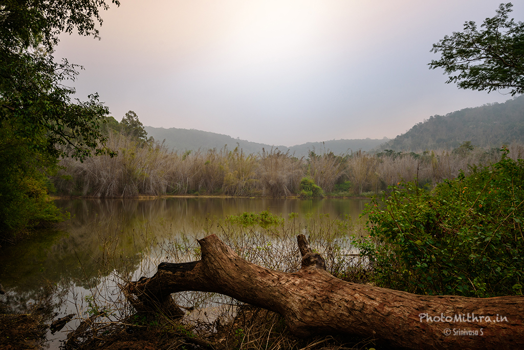 Morning drive through Aiyur forest - PhotoMithra